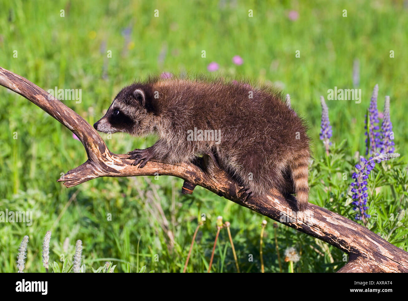 Baby racoon on branch Stock Photo - Alamy
