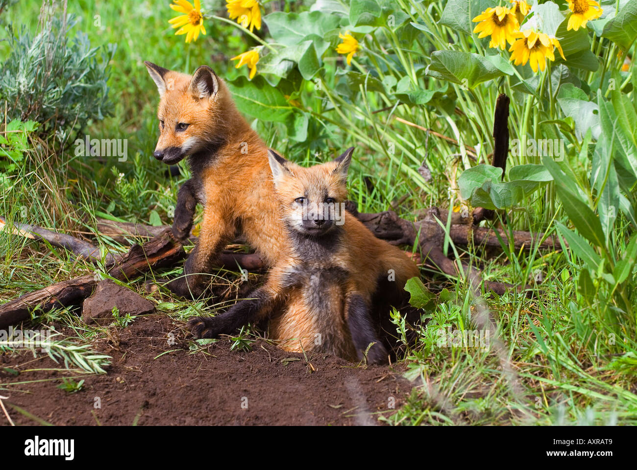 John foxes hi-res stock photography and images - Alamy