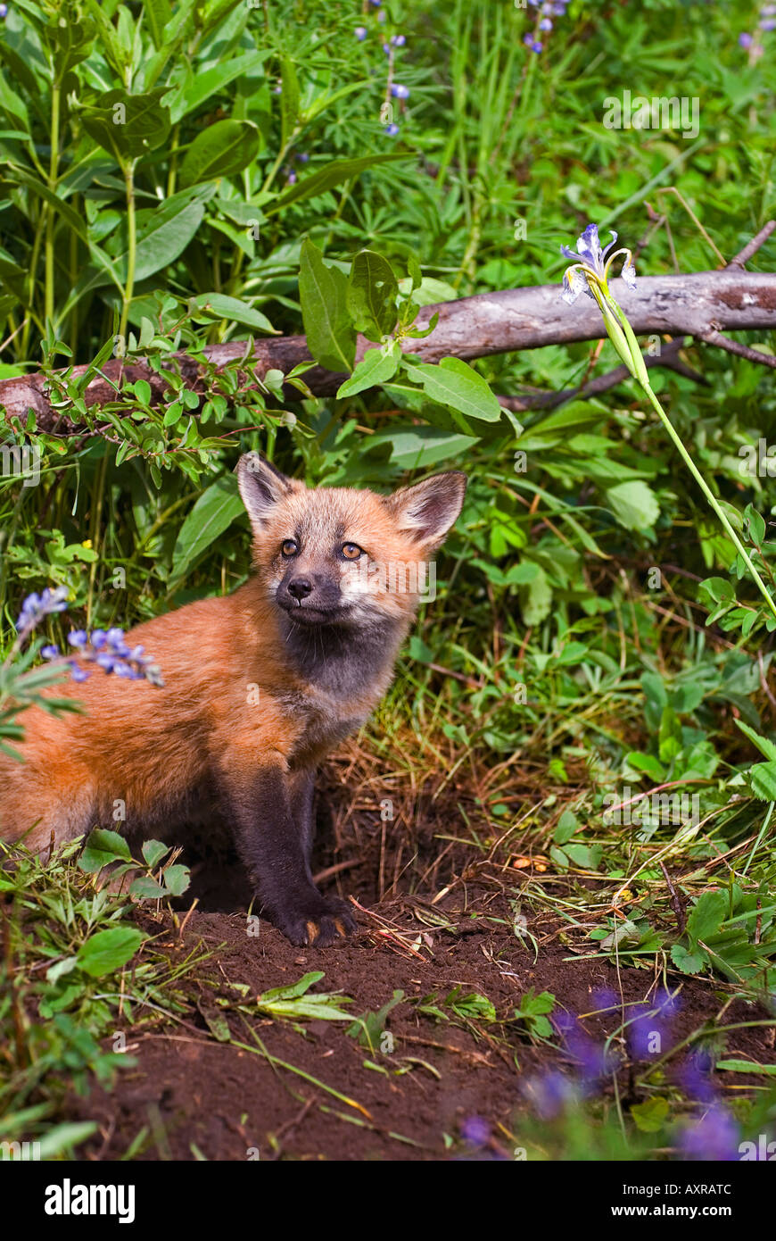 Baby fox at den site Stock Photo - Alamy