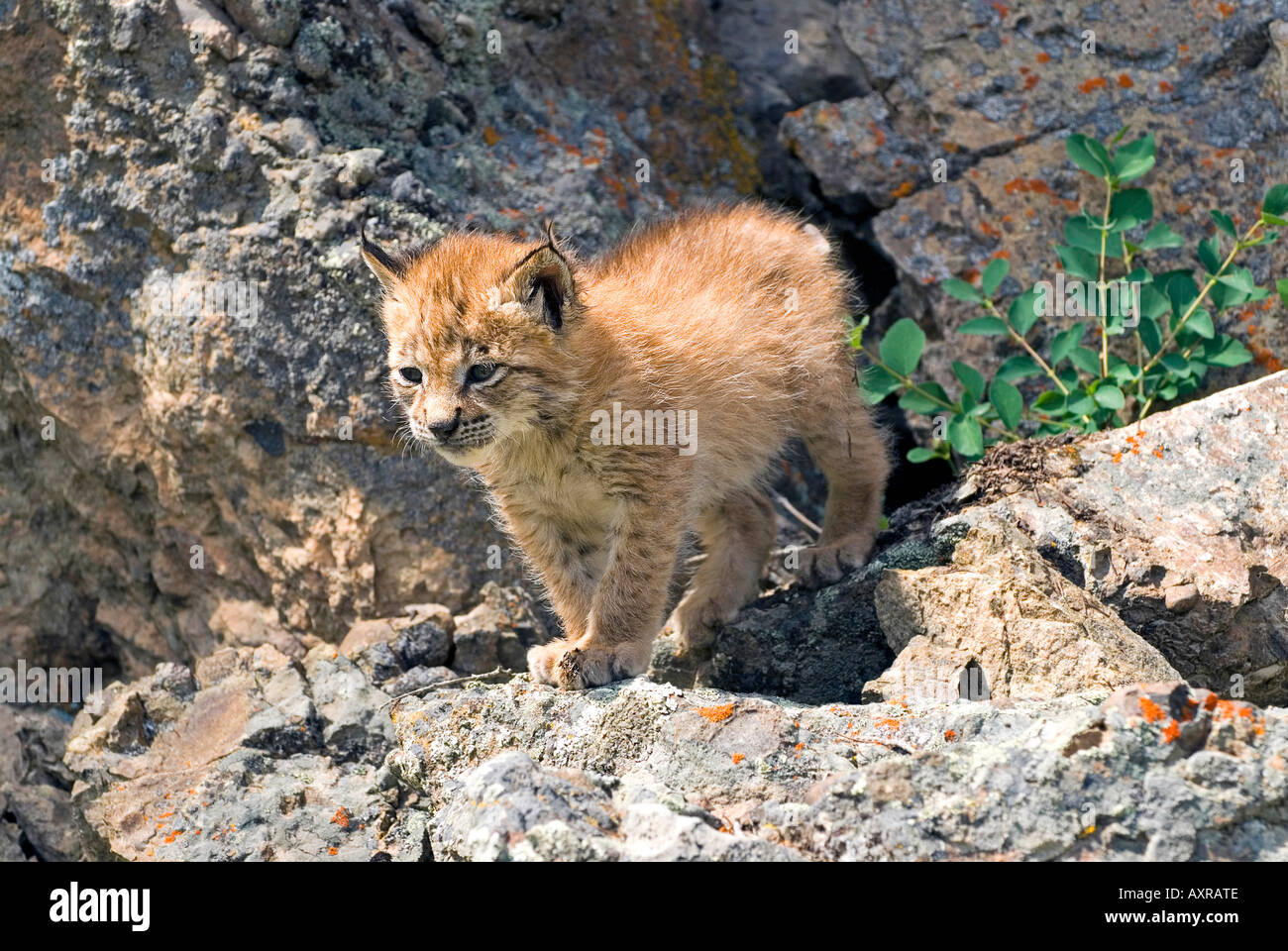 Siberian lynx kit Stock Photo - Alamy