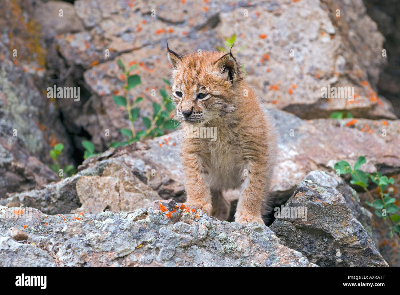 Siberian lynx kit Stock Photo - Alamy