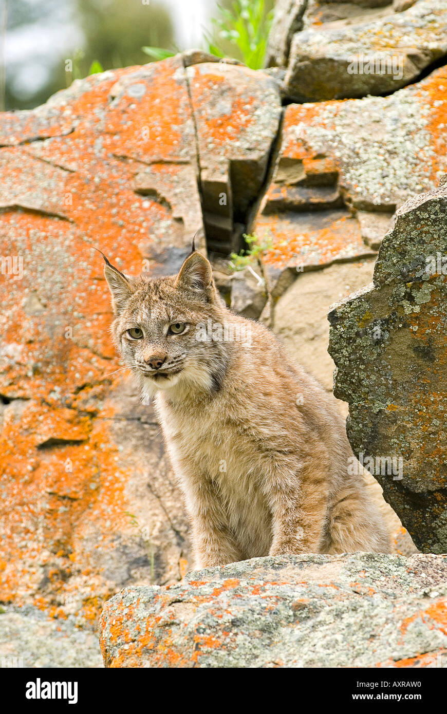 Canadian Lynxes High Resolution Stock Photography and Images - Alamy