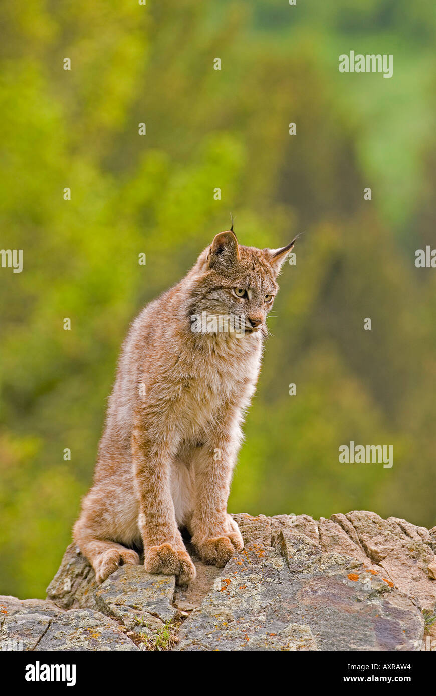 Canadian Lynxes High Resolution Stock Photography and Images - Alamy