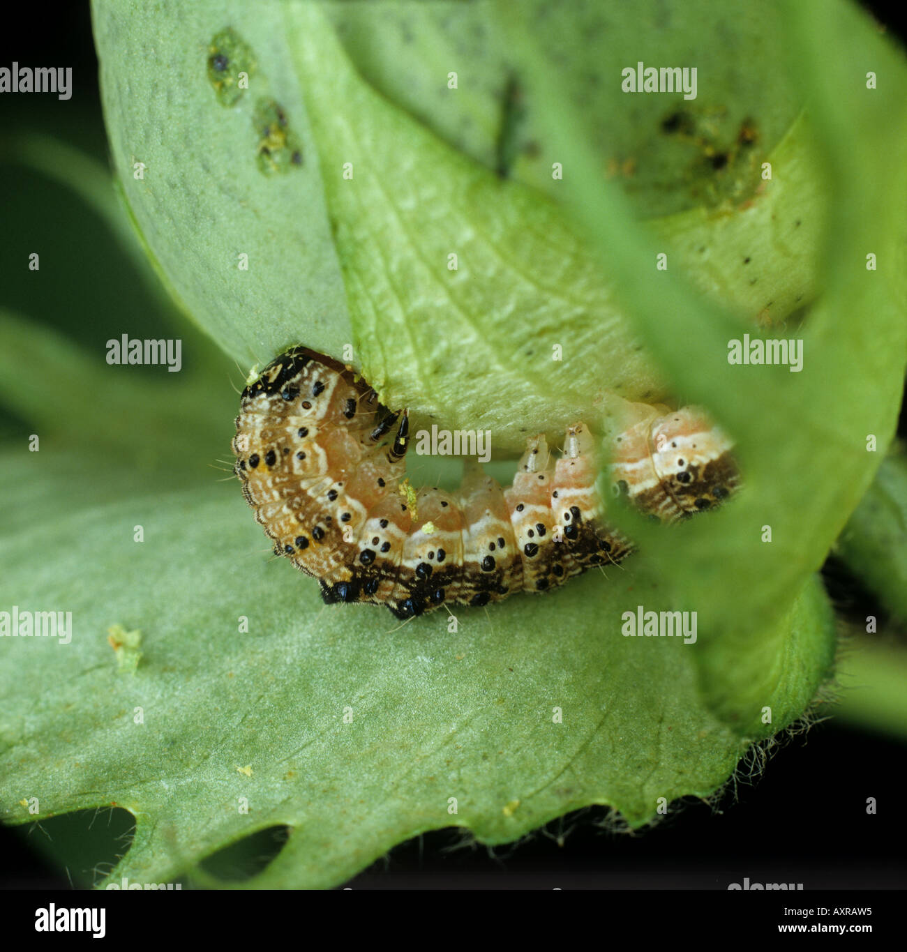 Tobacco budworm Chloridea virescens feeding on a cotton boll Stock ...