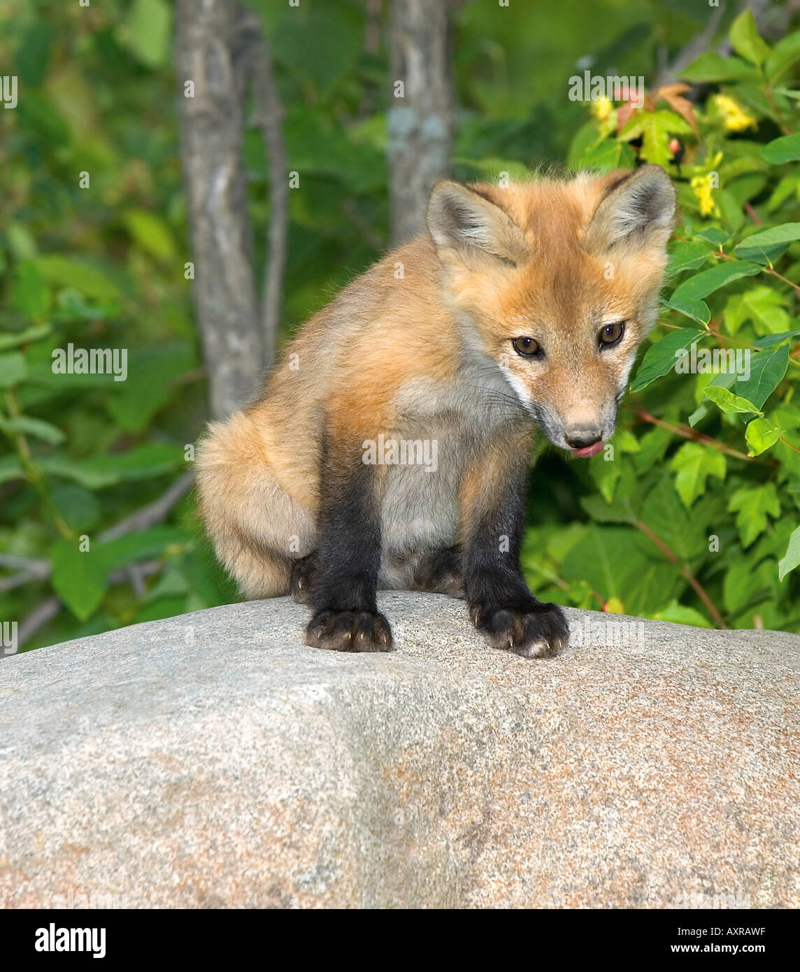 Red fox sitting on rock hi-res stock photography and images - Alamy