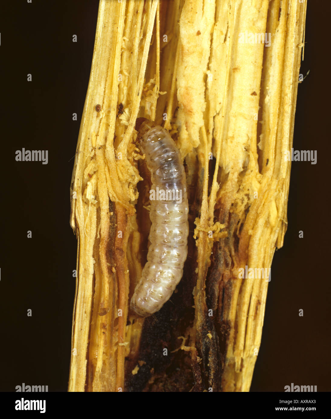 Stalk borer larva hi-res stock photography and images - Alamy