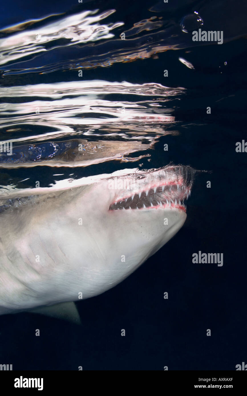 Shark Jaws and Teeth Stock Photo - Alamy