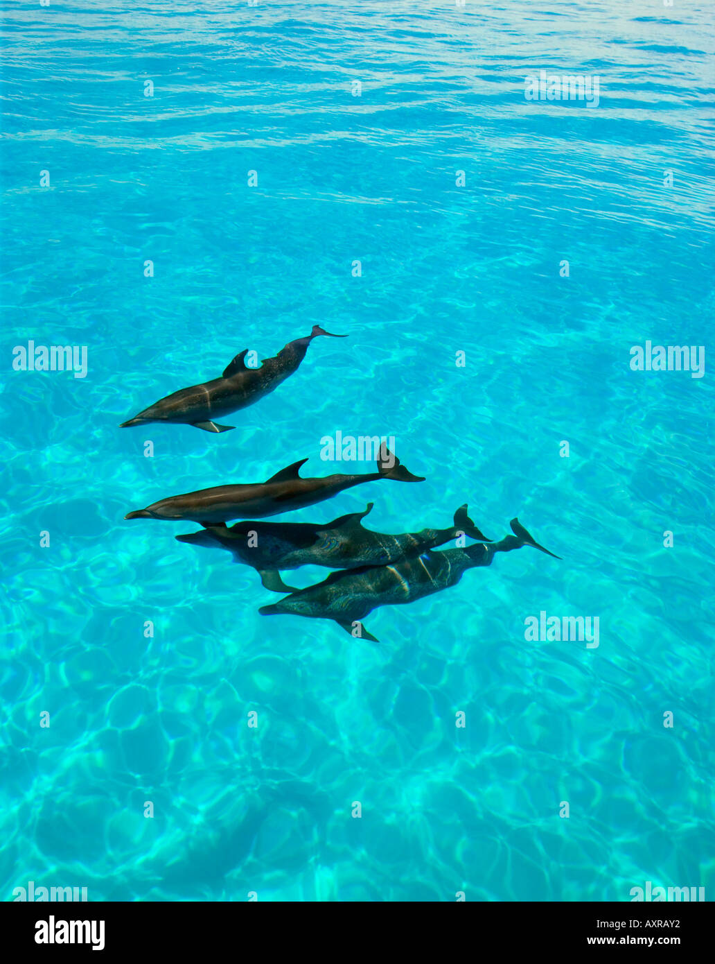 Dolphin pods hi-res stock photography and images - Alamy