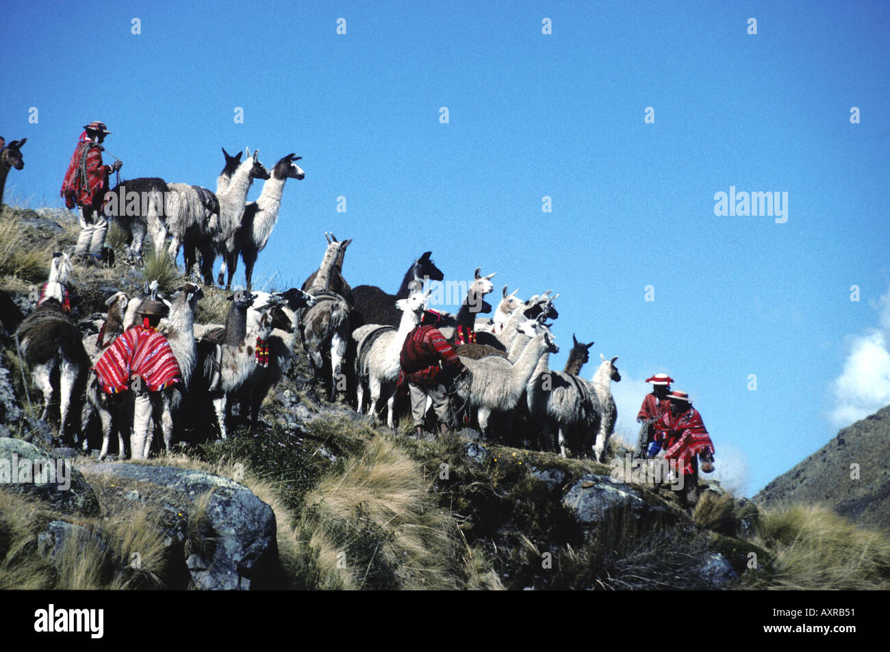 Hillside herding hi-res stock photography and images - Alamy
