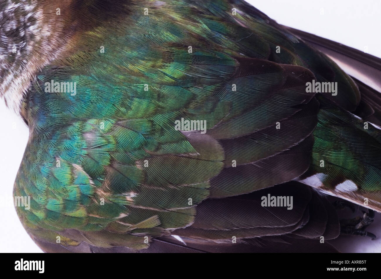 dead bronze wing cuckoo Stock Photo - Alamy