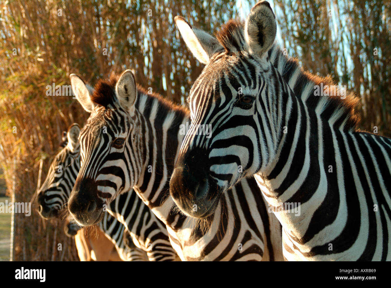 Zebras at Reserve Africaine de Sigean France Stock Photo - Alamy