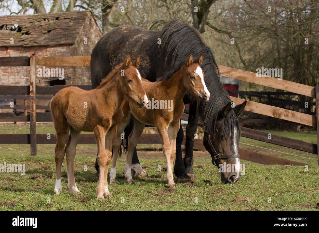 Twin Foals