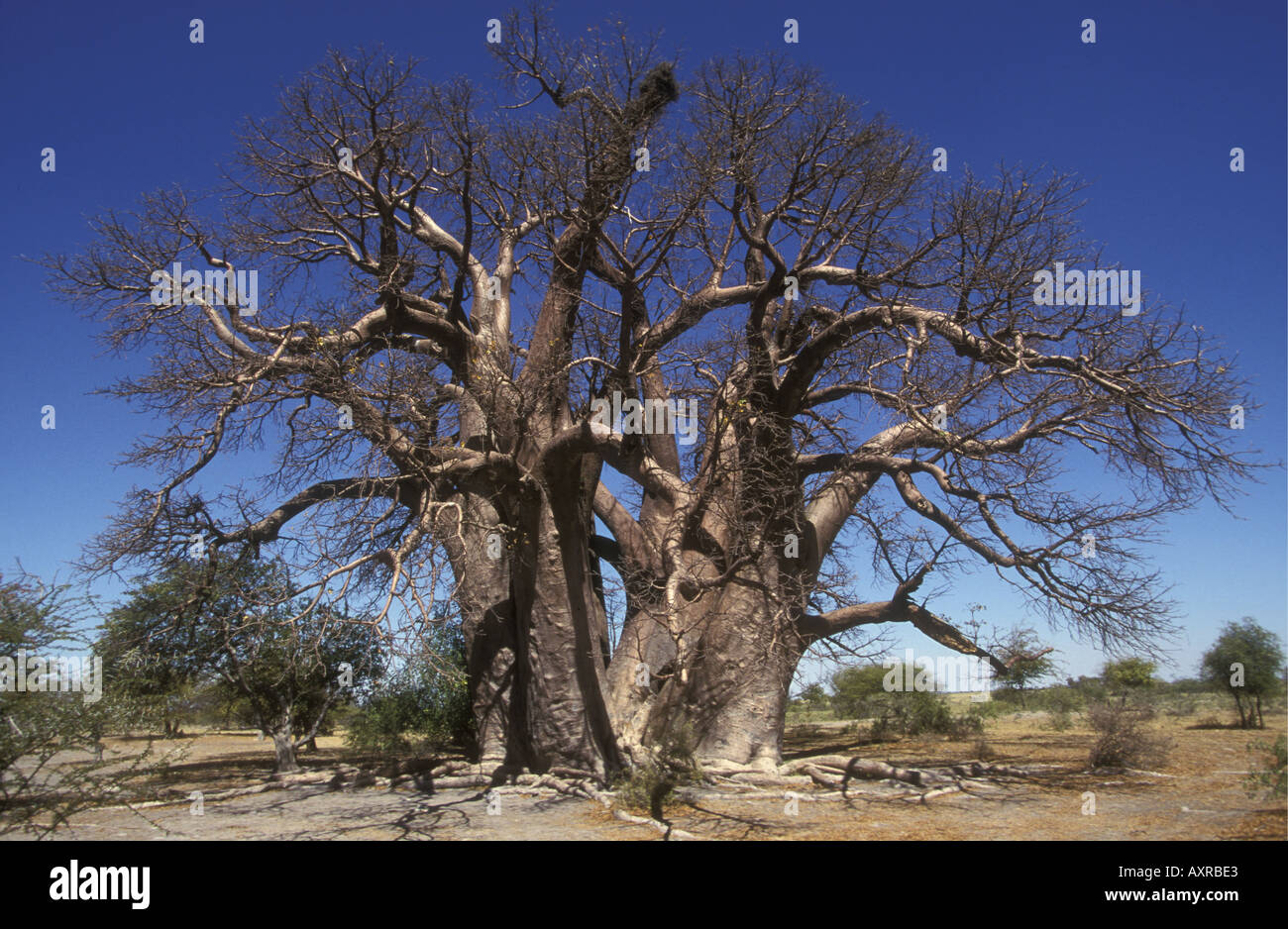Chapmans Baobab tree in Magadigadi Pans Botswana southern Africa Stock ...