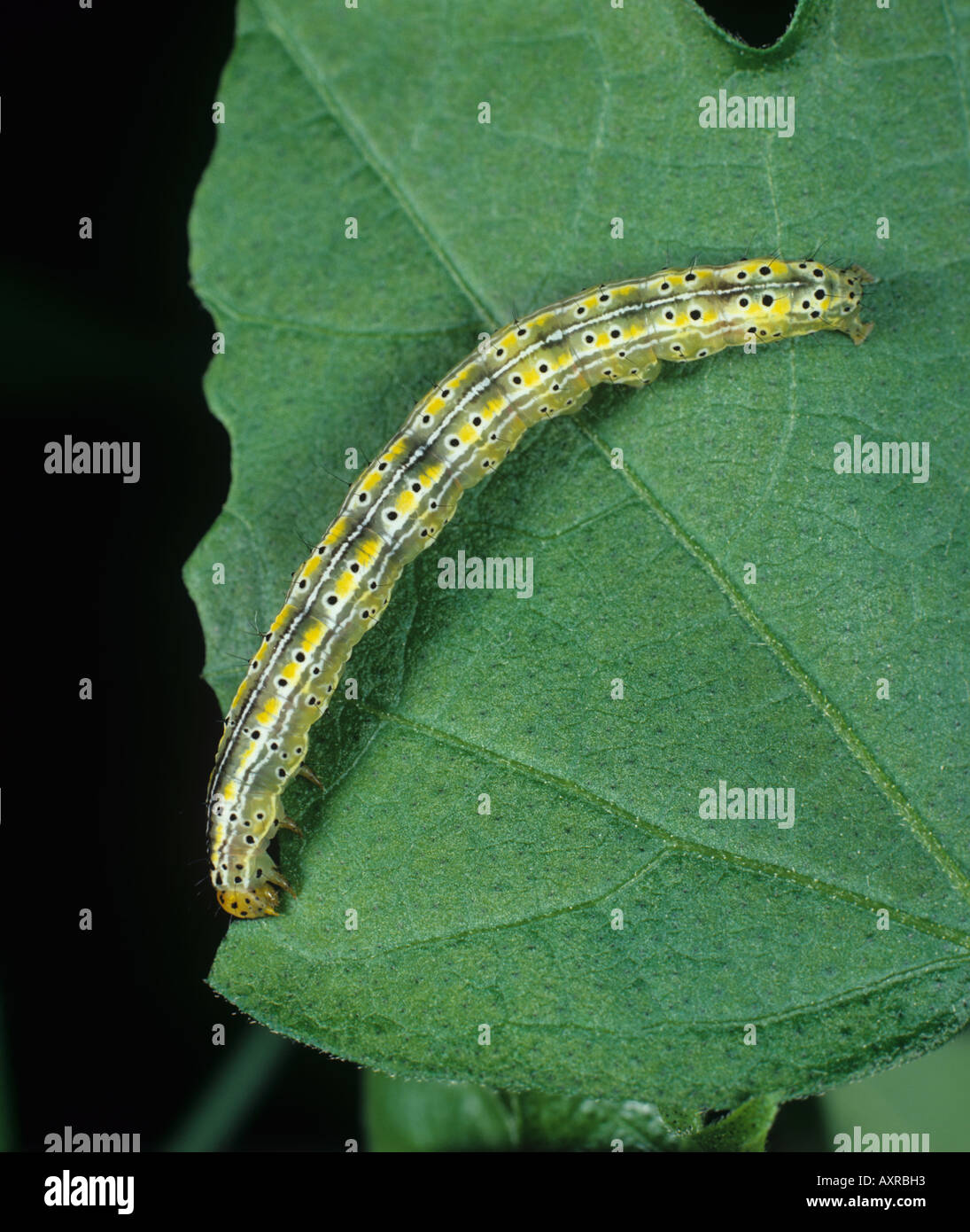 Semilooper Stock Photos & Semilooper Stock Images - Alamy