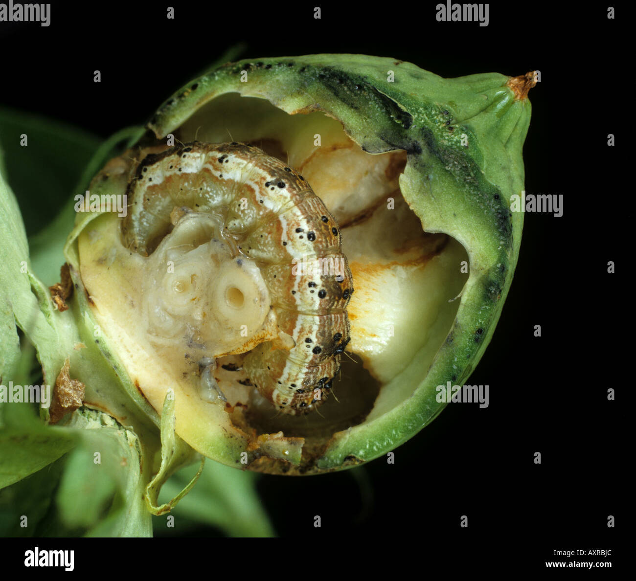 Bollworm feeding hi-res stock photography and images - Alamy