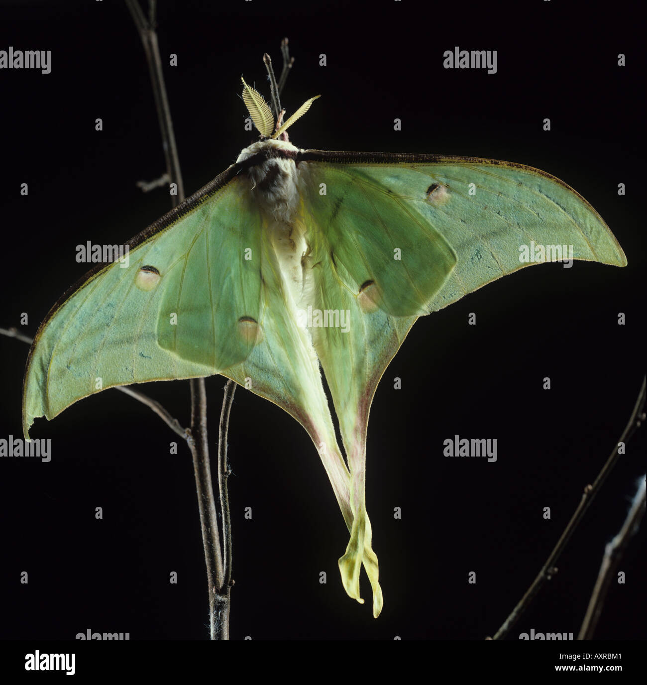 Indian Moon moth Actias selene moth backlit against a dark background ...