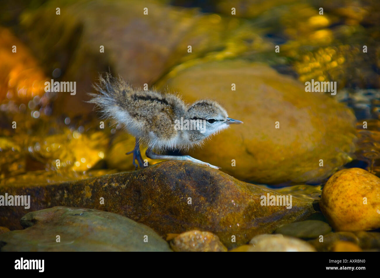 Baby killdeer hi-res stock photography and images - Alamy