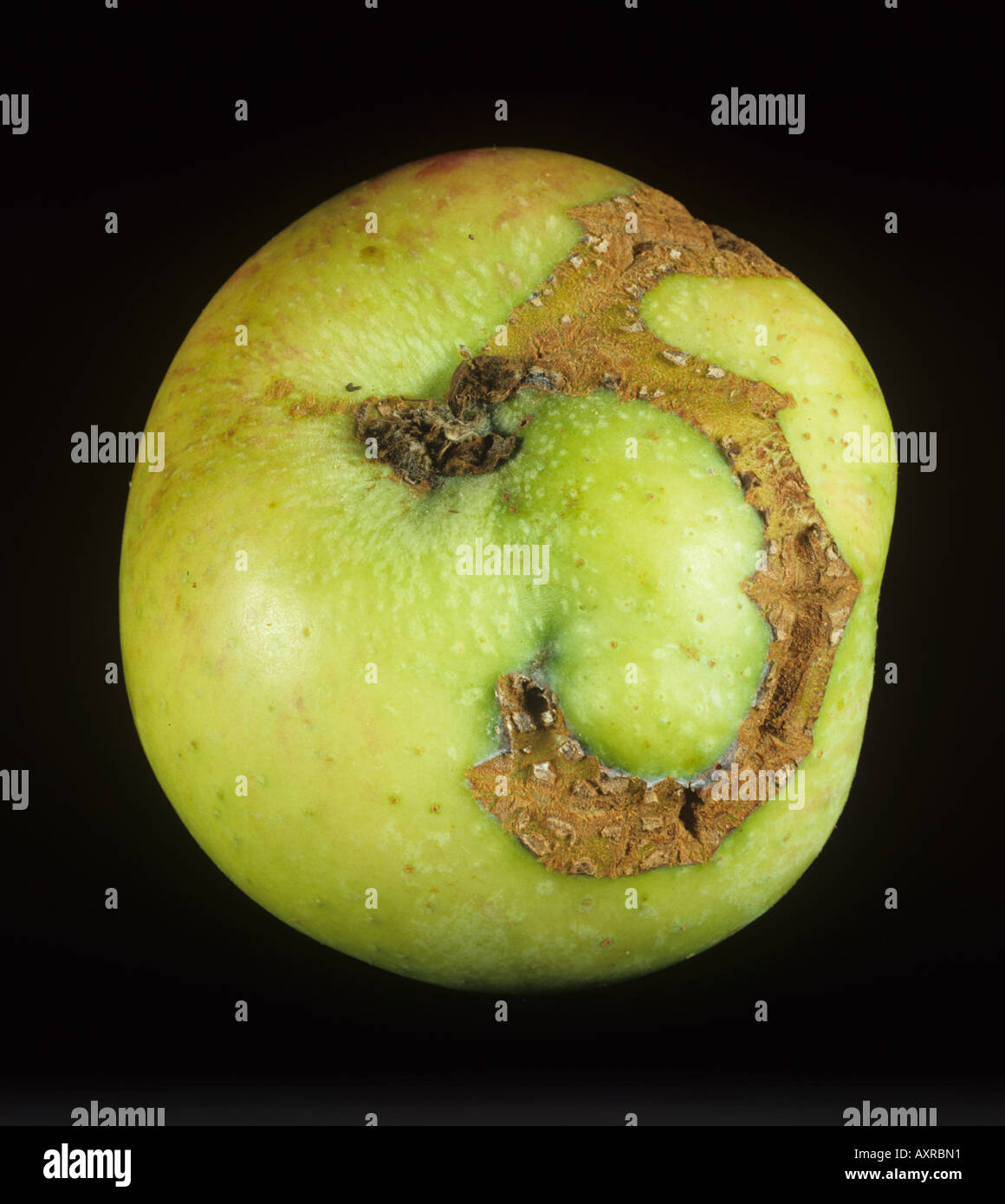 Sawfly uk hi-res stock photography and images - Alamy