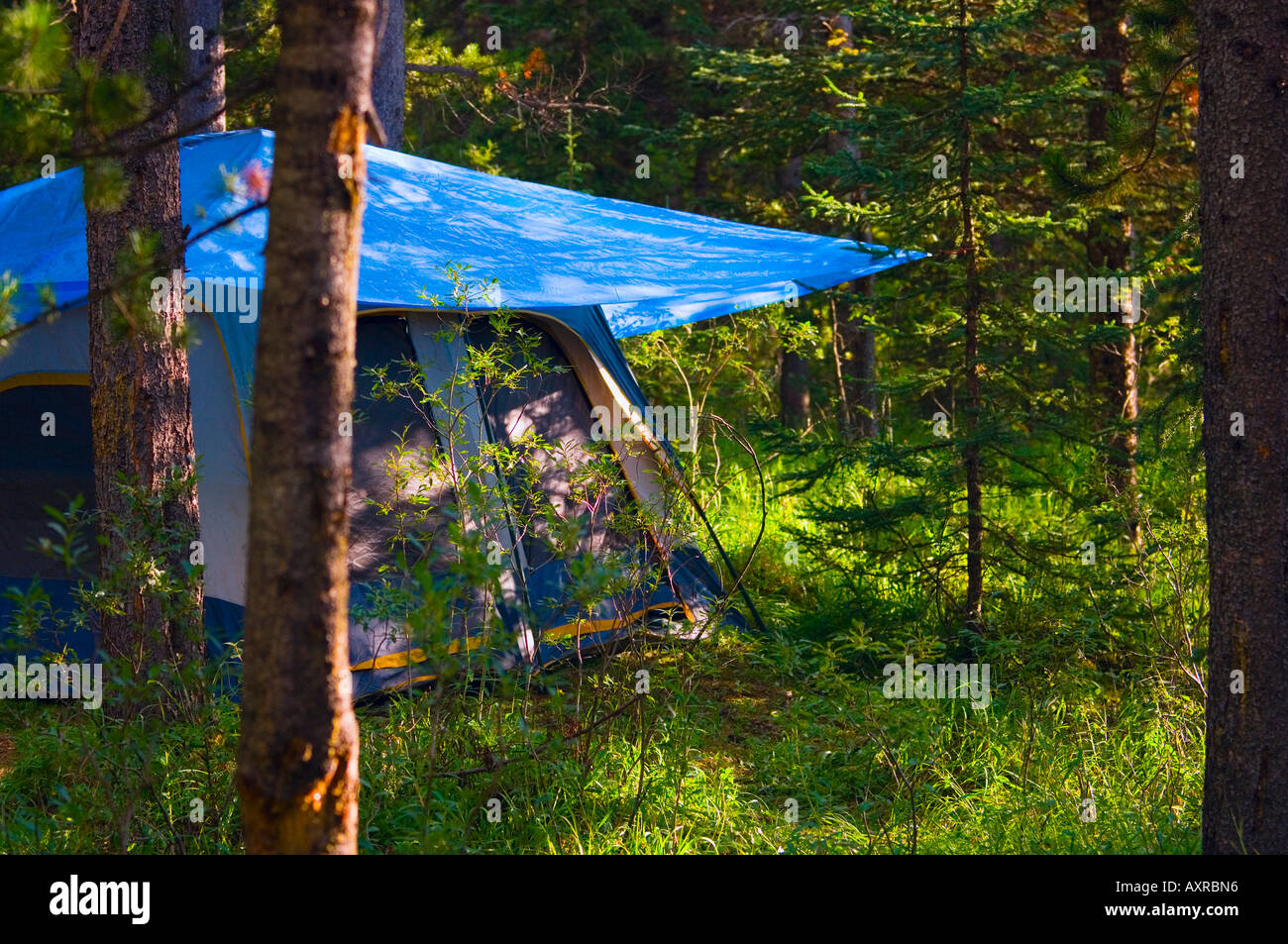 Tent in wooded campsite Stock Photo - Alamy