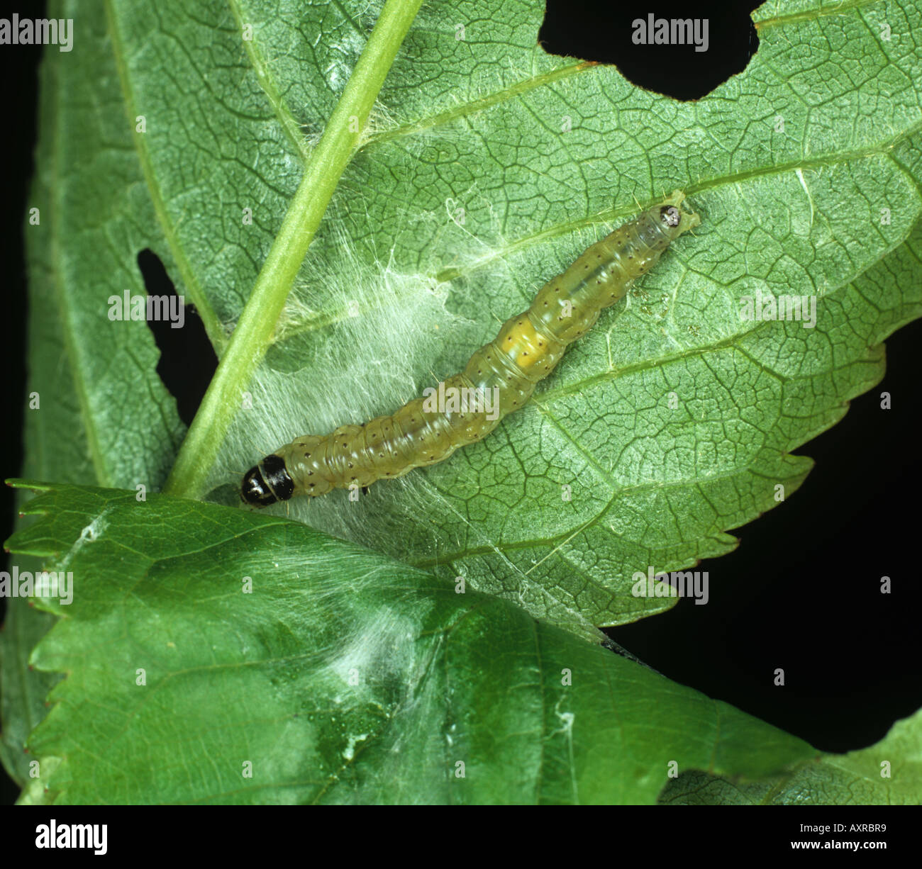 Fruit tree tortrix hi-res stock photography and images - Alamy
