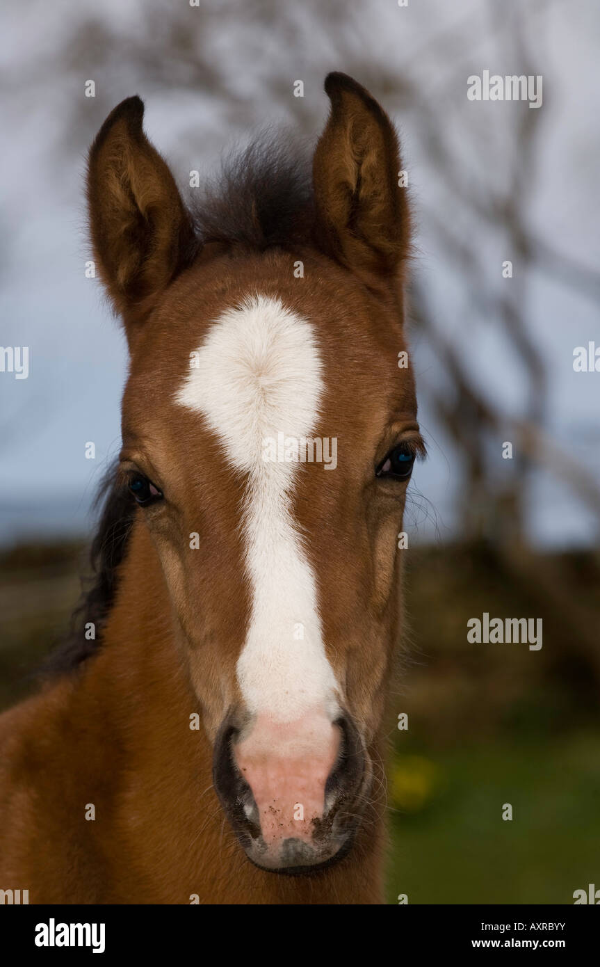 Young chestnut foal with a white blaze down its face Cumbria Stock ...