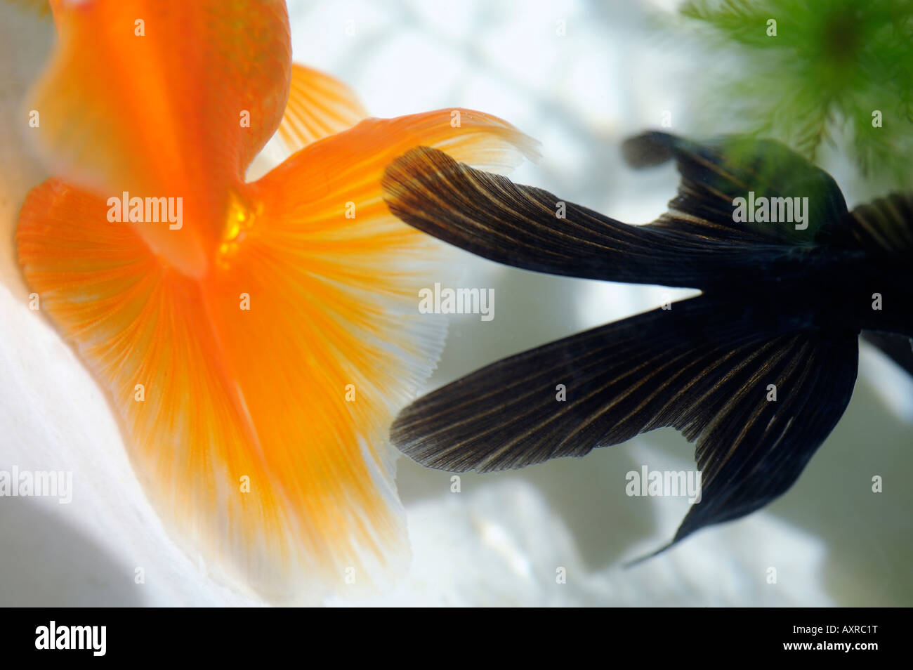 Goldfish tail hi-res stock photography and images - Alamy