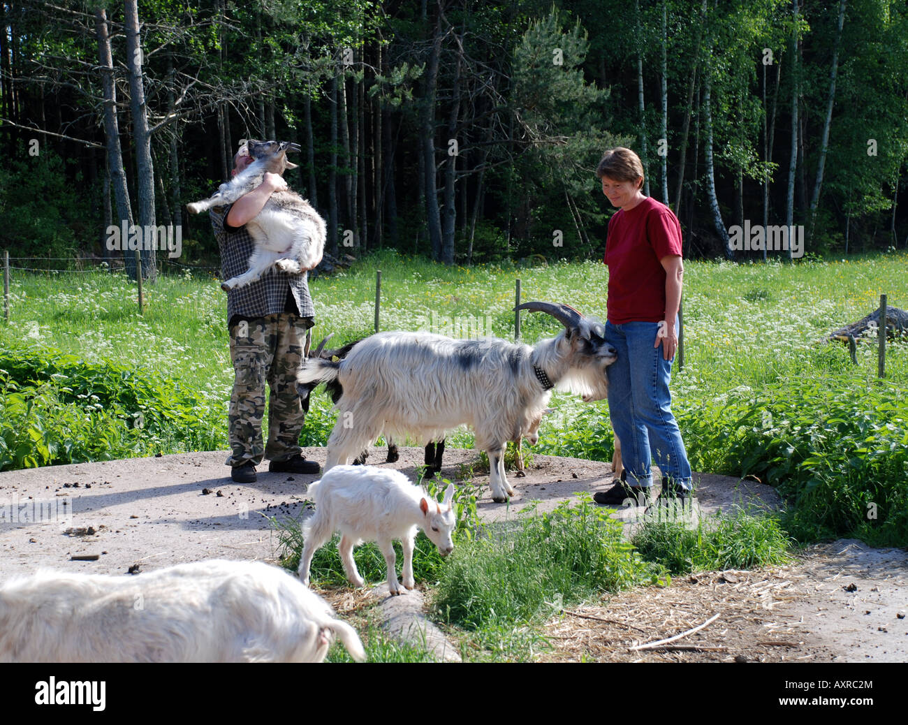 Two goat hi-res stock photography and images - Alamy