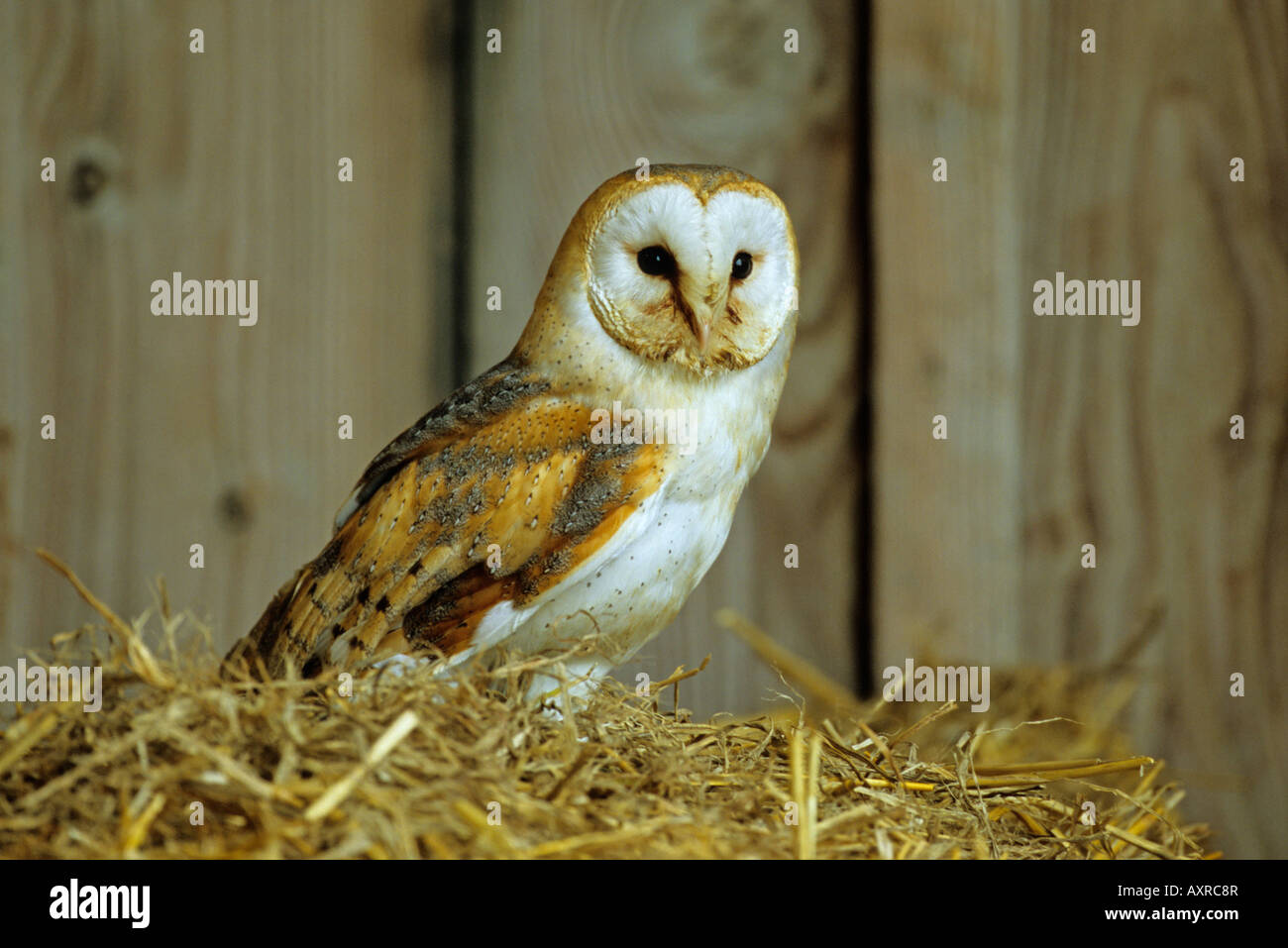 Barn Owl Tyto alba sitting on a bale of hay in a barn and making eye ...