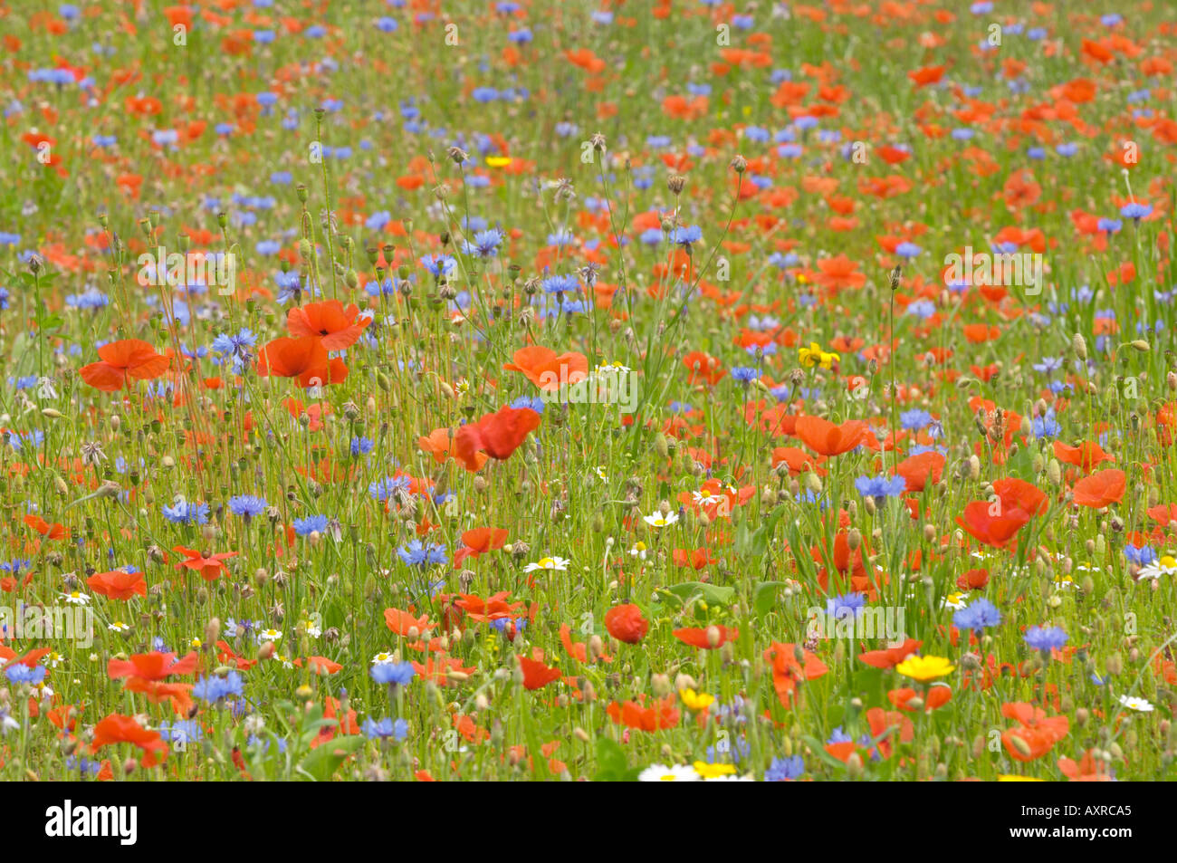flowers of native arable weeds growing in a wildlife meadow. Corn ...