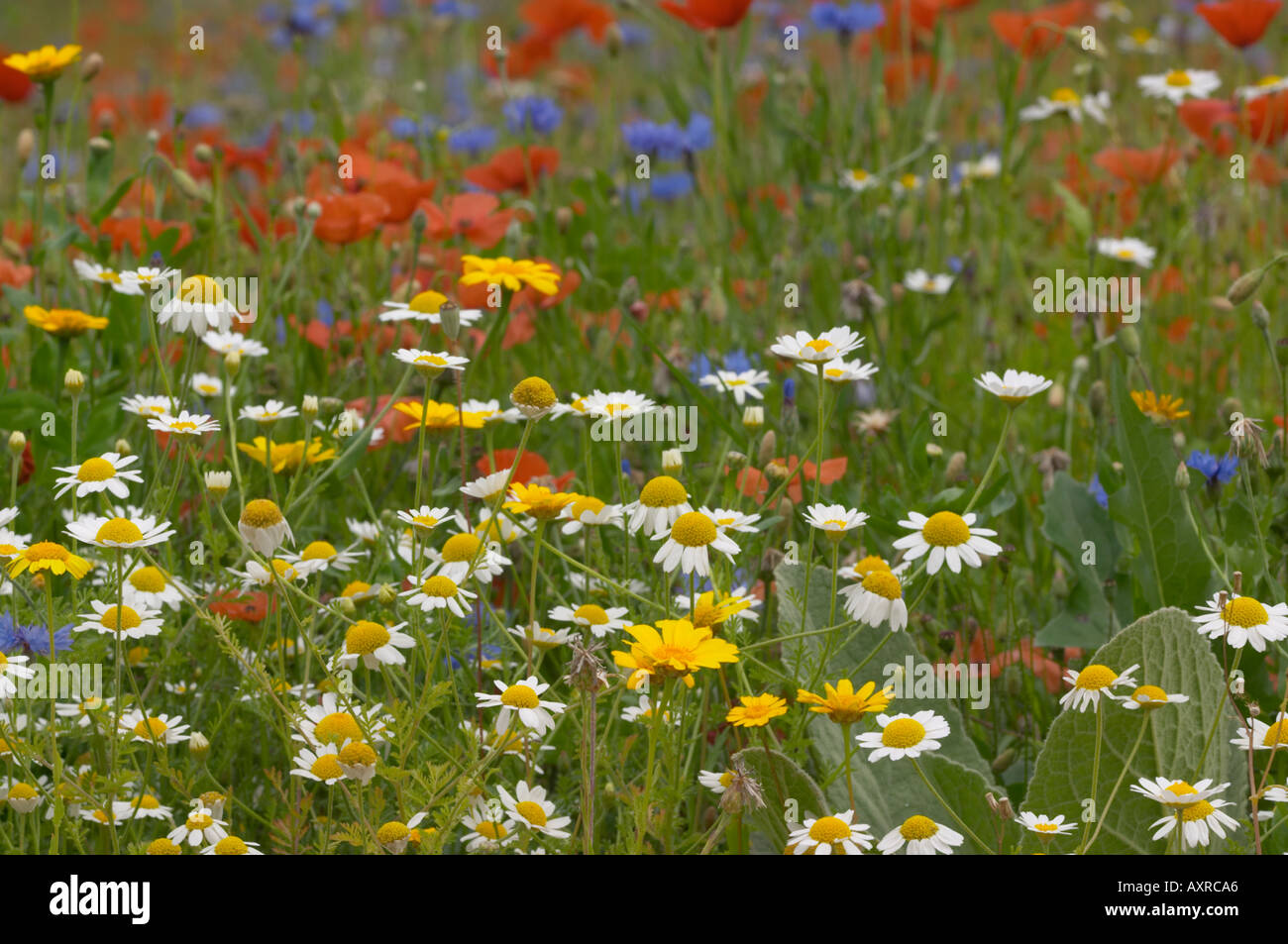 flowers of native arable weeds growing in a wildlife meadow. Corn ...