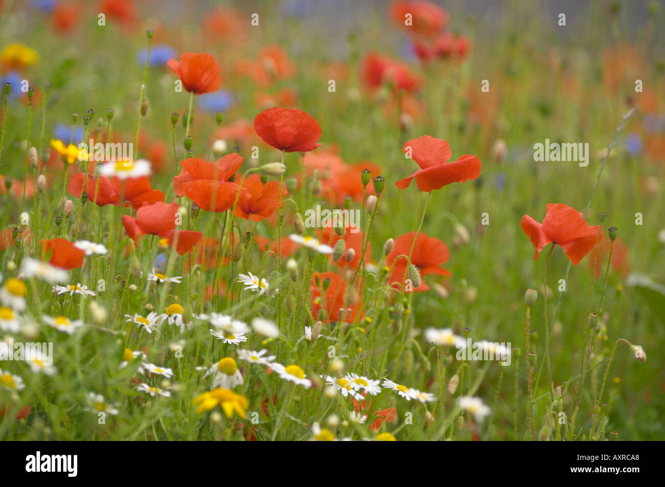 flowers of native arable weeds growing in a wildlife meadow. Corn ...