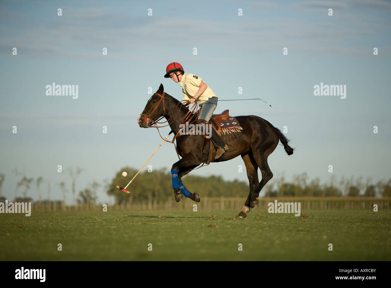 Sport polo player argentina hi-res stock photography and images - Alamy
