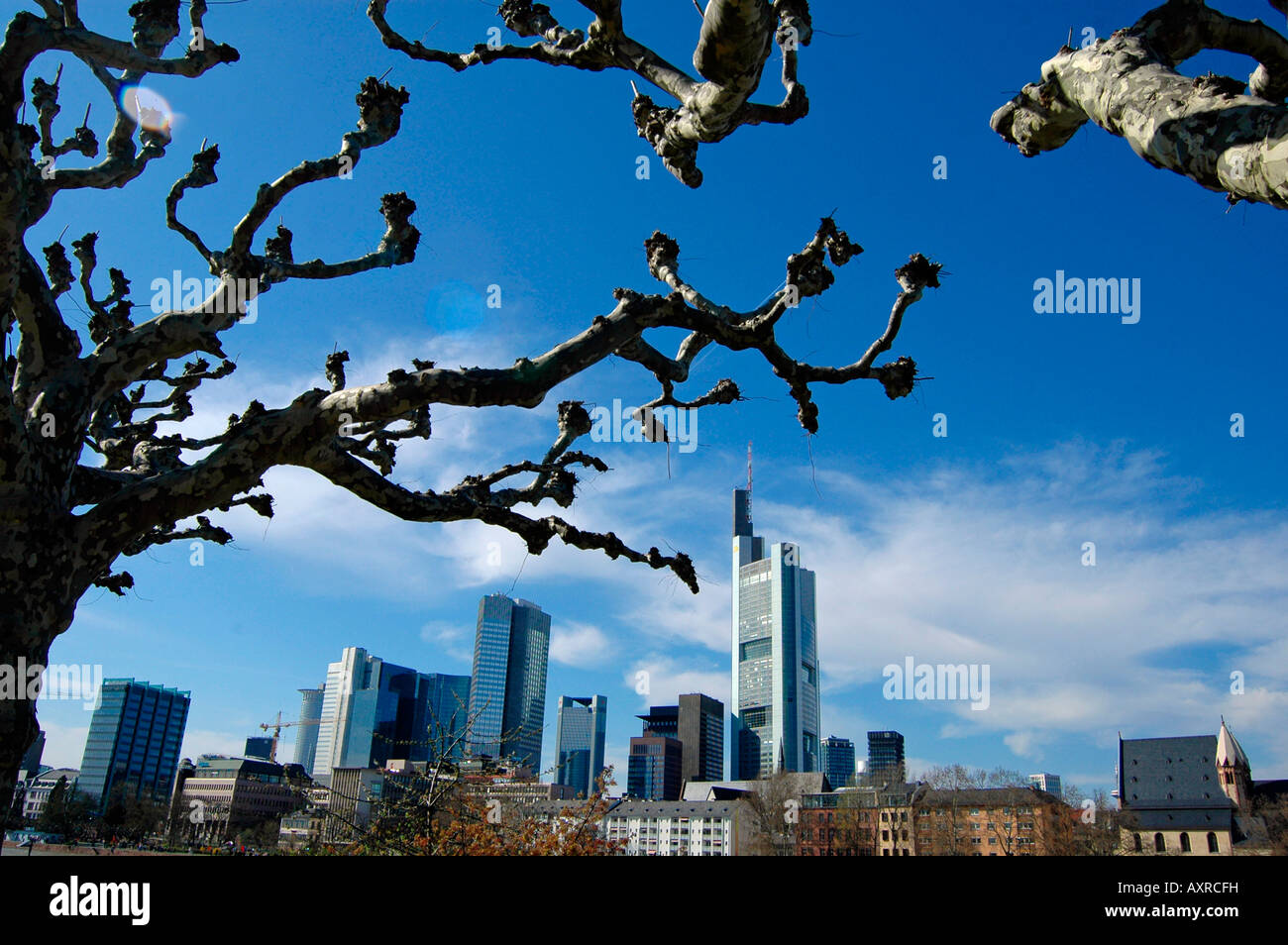 Exotic trees in Frankfurt Germany Stock Photo - Alamy