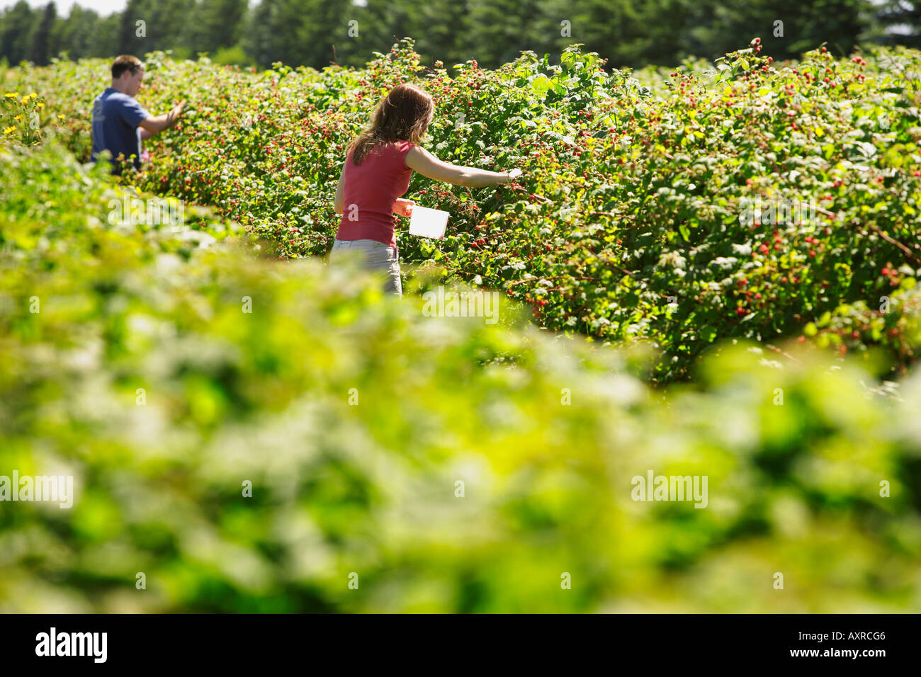 Strawberry farm picking men hi-res stock photography and images - Alamy