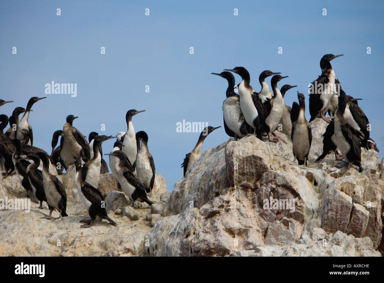 Penguins pisco hi-res stock photography and images - Alamy
