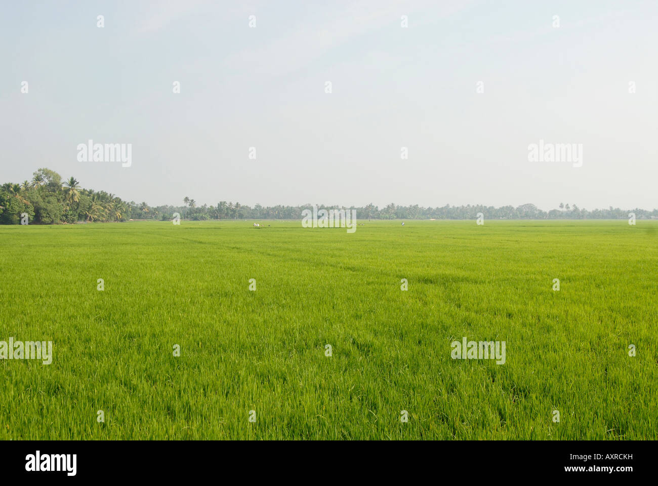 Paddy field at kuttanad,kerala,india Stock Photo - Alamy
