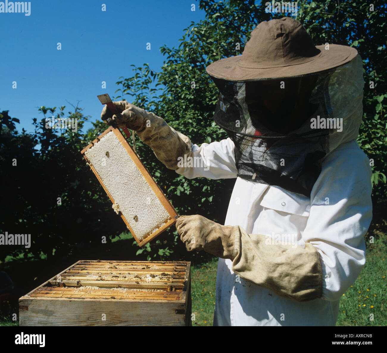 Beekeeper removing shallow honey frame from a national honey bee hive ...
