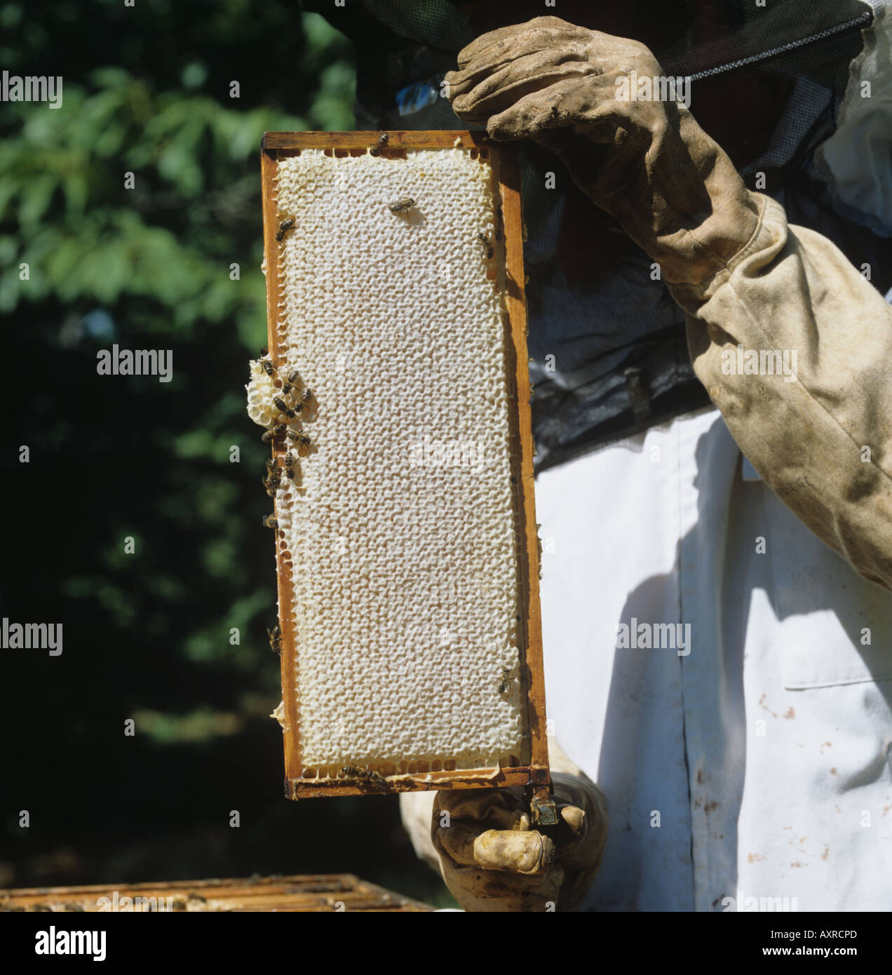 Capped honey frame High Resolution Stock Photography and Images - Alamy