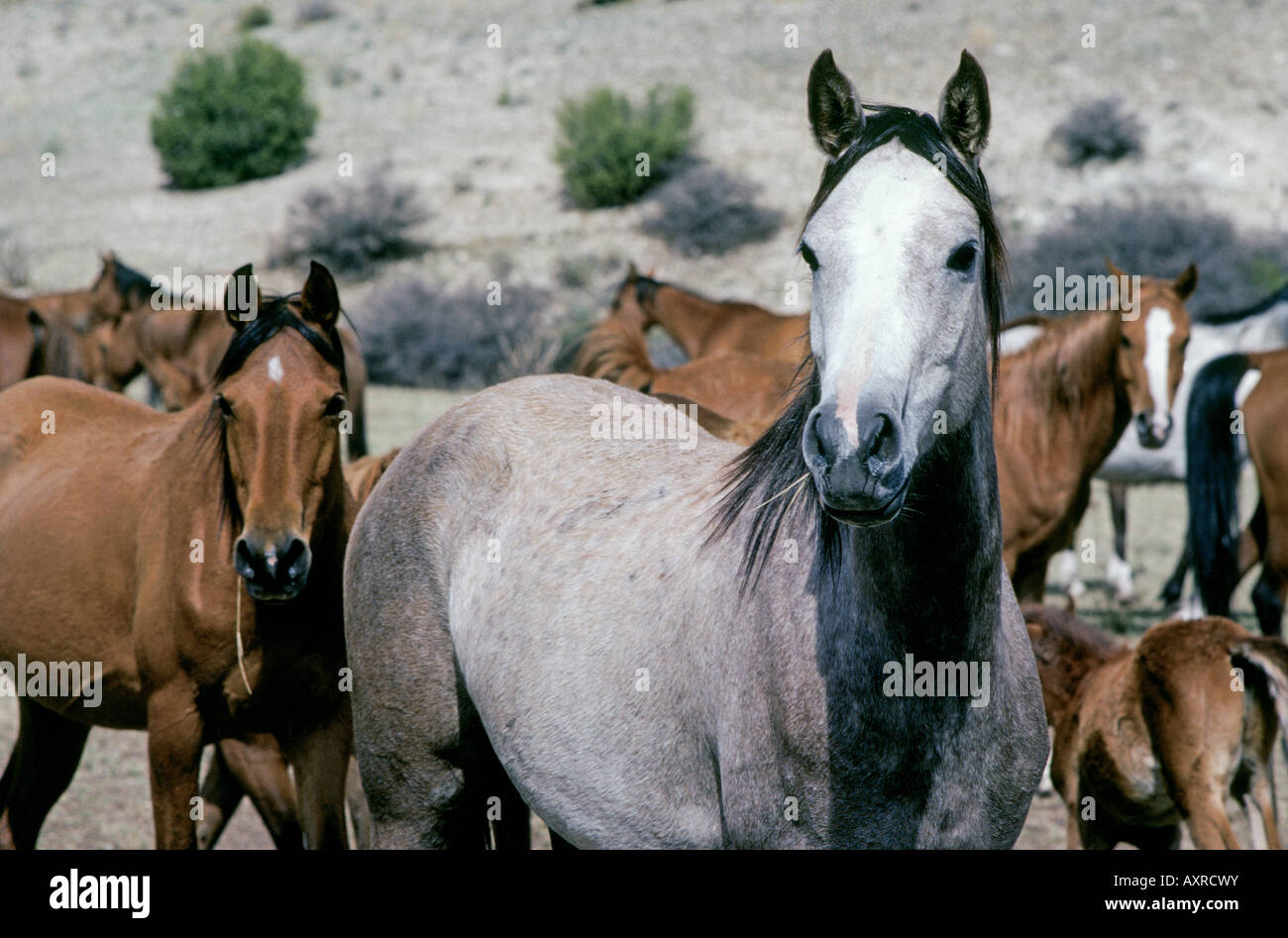 A group of wild Spanish Barb mustang horses led by a Medicine Hat ...