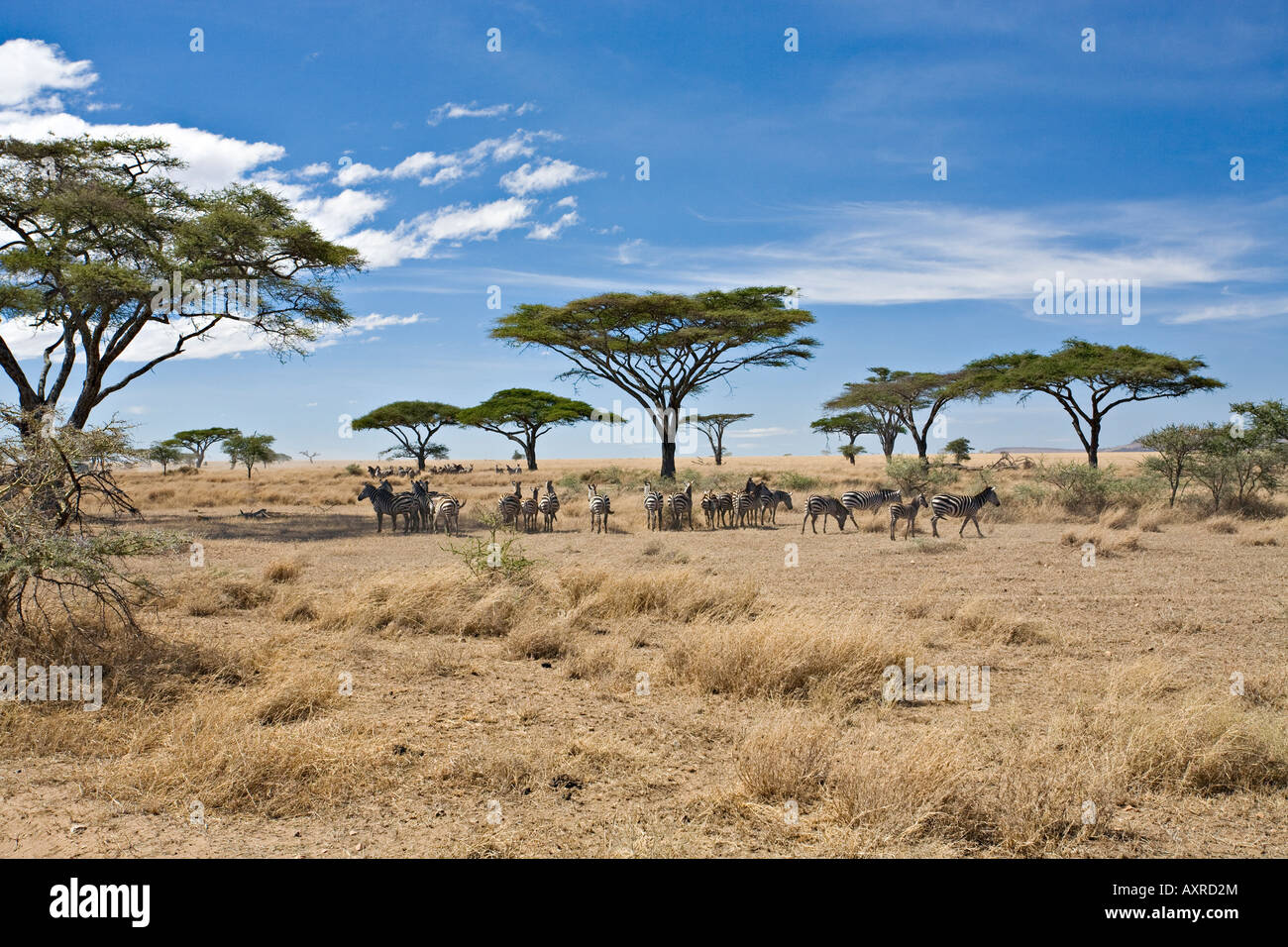 Boehmi Zebras (Equus Quagga Boehmi) under Acacia tree in Serengeti ... Boehmi Zebras (Equus Quagga Boehmi) under Acacia tree in Serengeti ...