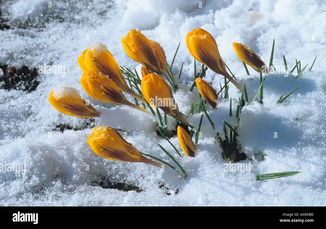 Cold hardy crocus hi-res stock photography and images - Alamy