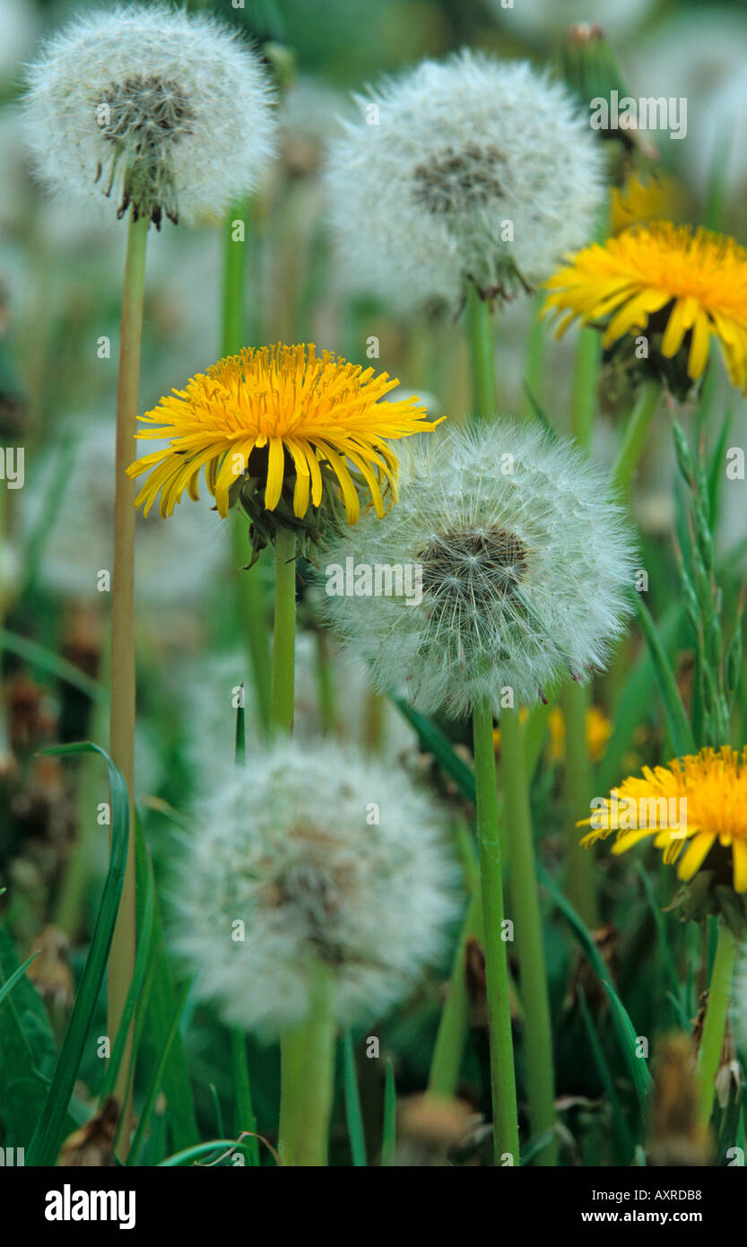 Spherical flower heads hi-res stock photography and images - Alamy