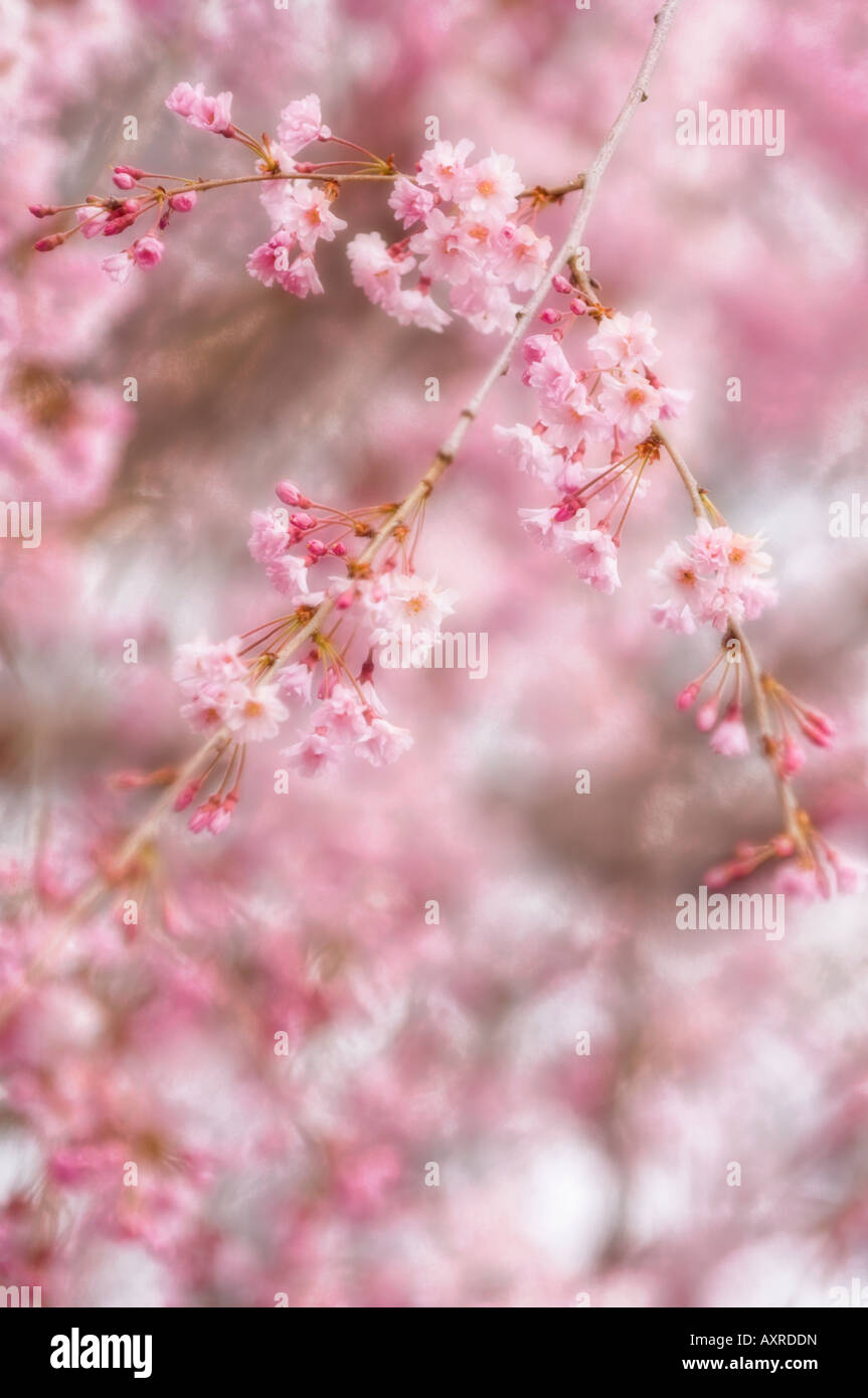 Spring Cherry Blossom Stock Photo - Alamy