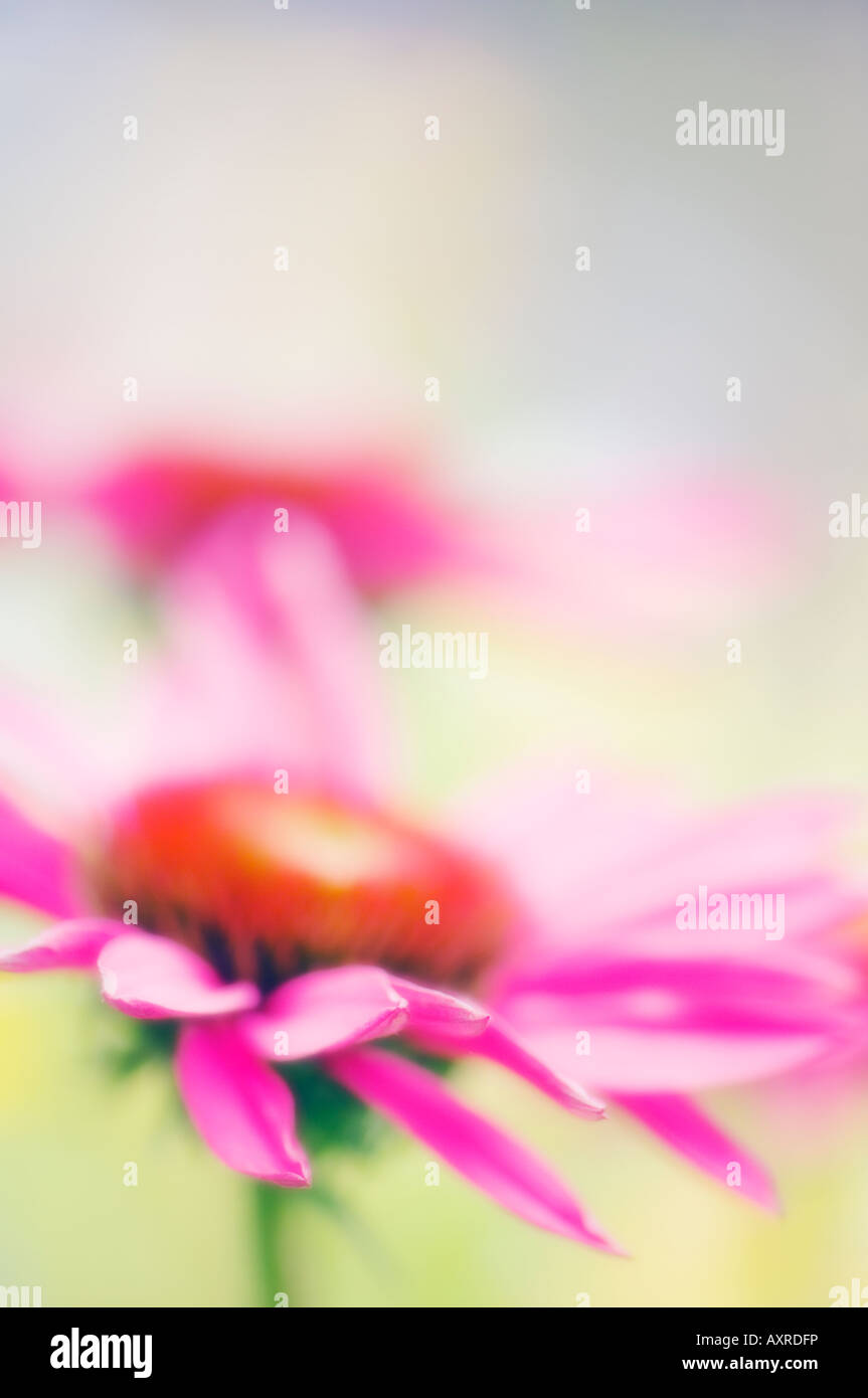 Echinacea purpurea flower repetition Stock Photo - Alamy