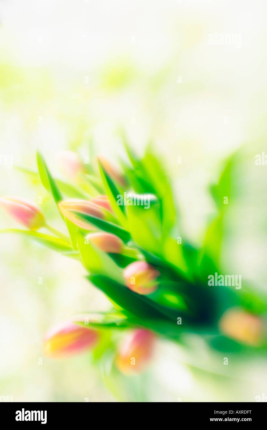A Lens Baby Image of Tulip Flower Bouquet Stock Photo - Alamy