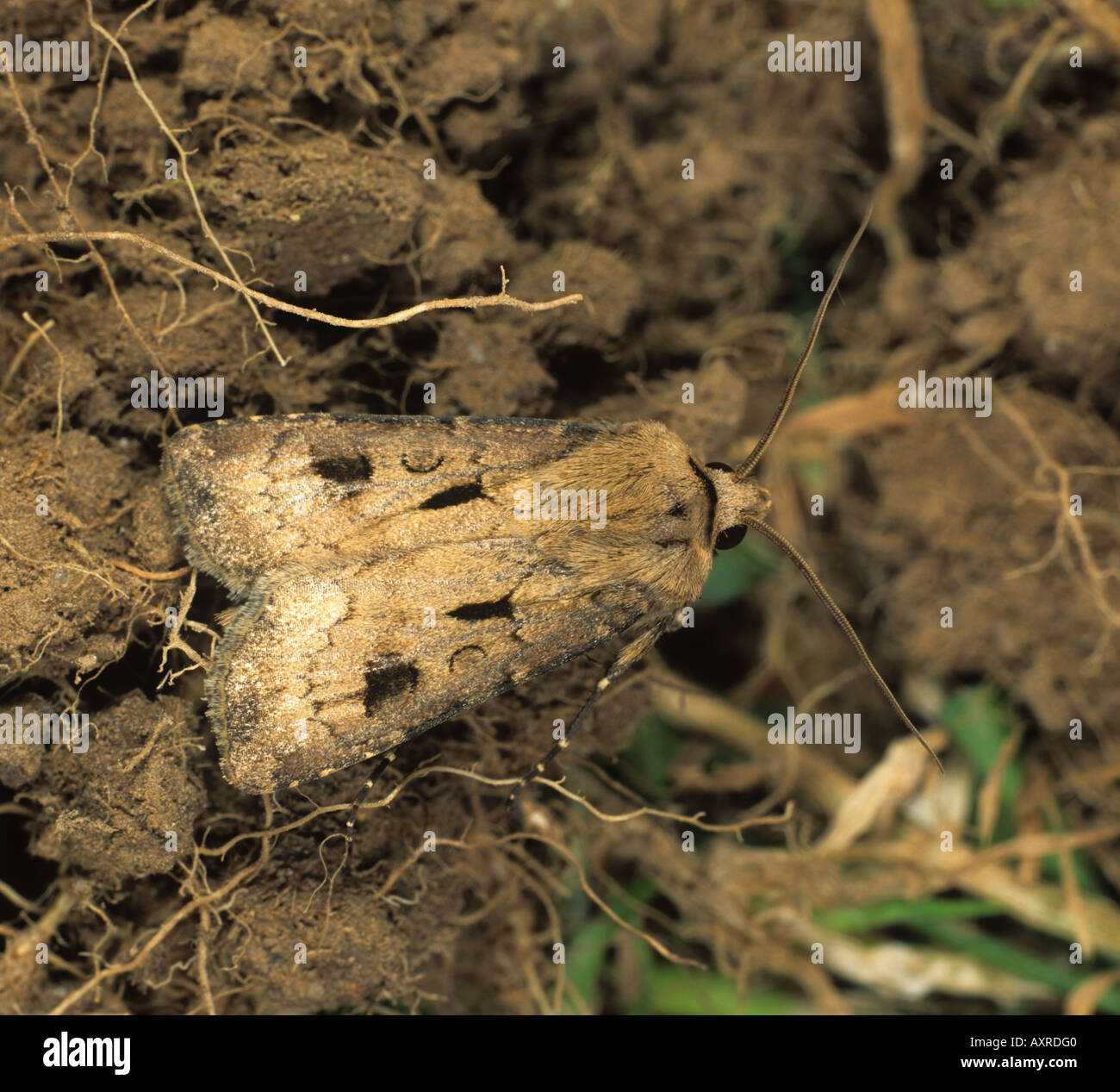 Heart dart moth Agrotis exclamationis moth on soil Stock Photo - Alamy