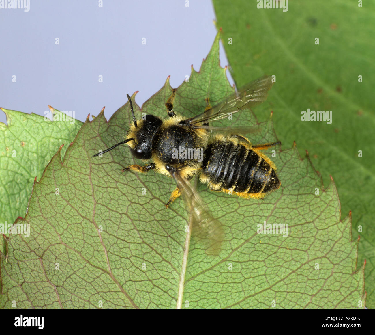 Leaf cutter Bee Megachile centuncularis on a rose leaf Stock Photo - Alamy