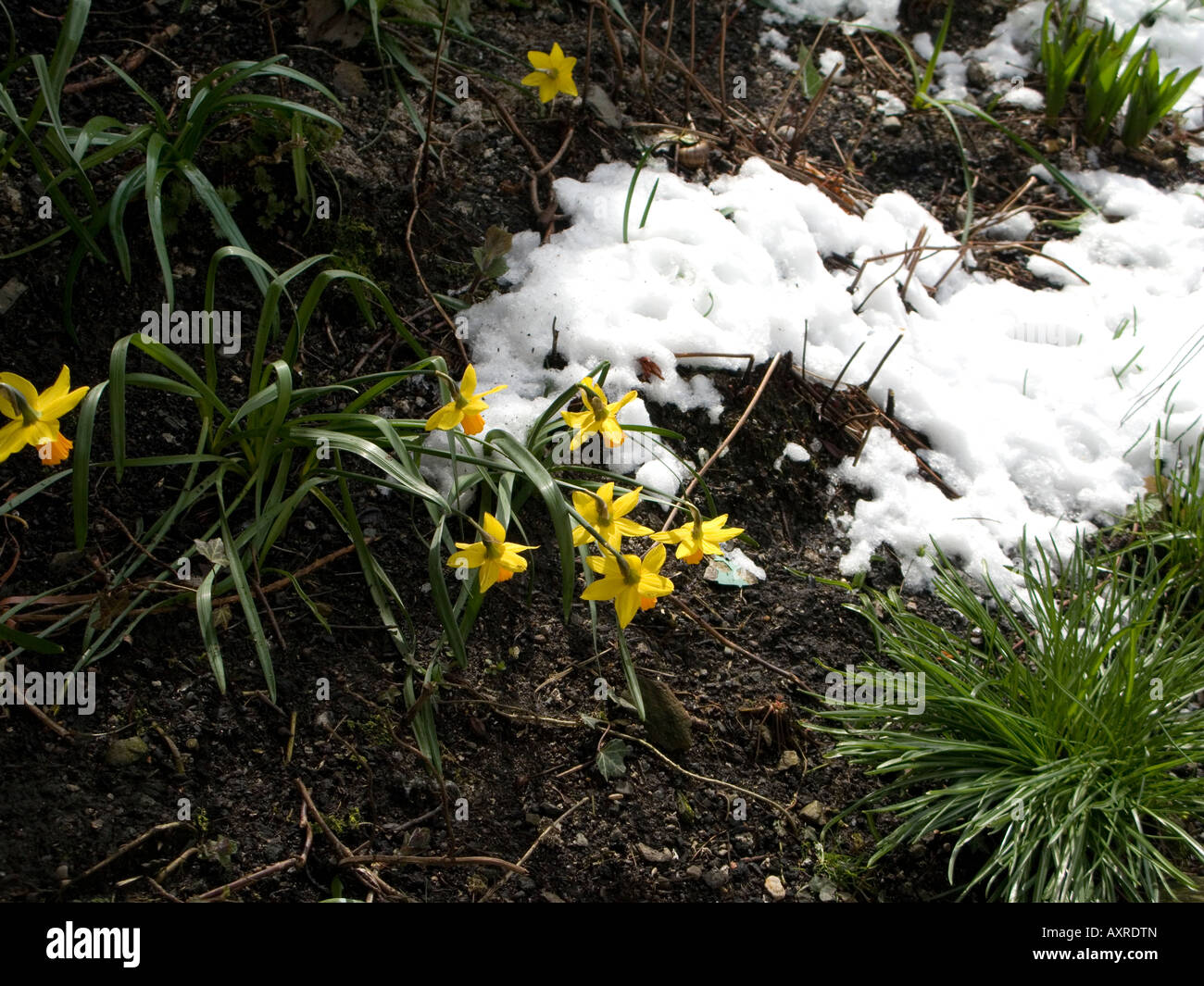 Wordsworth daffodils in snow Lough Rigg above Grasmere Lake District ...