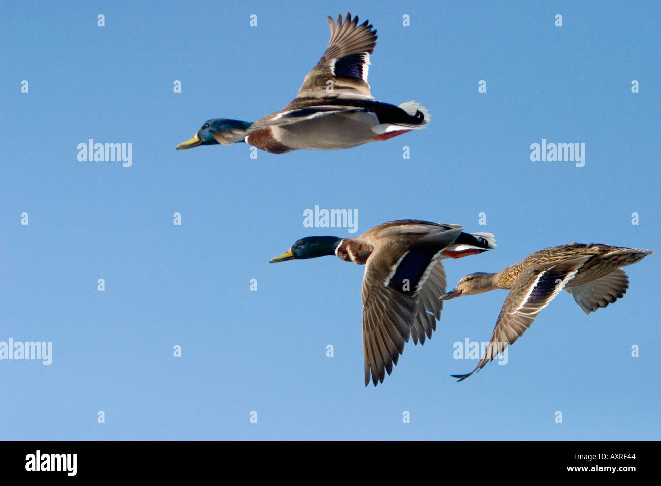 Three mallards anas platyrhynchos hi-res stock photography and images ...