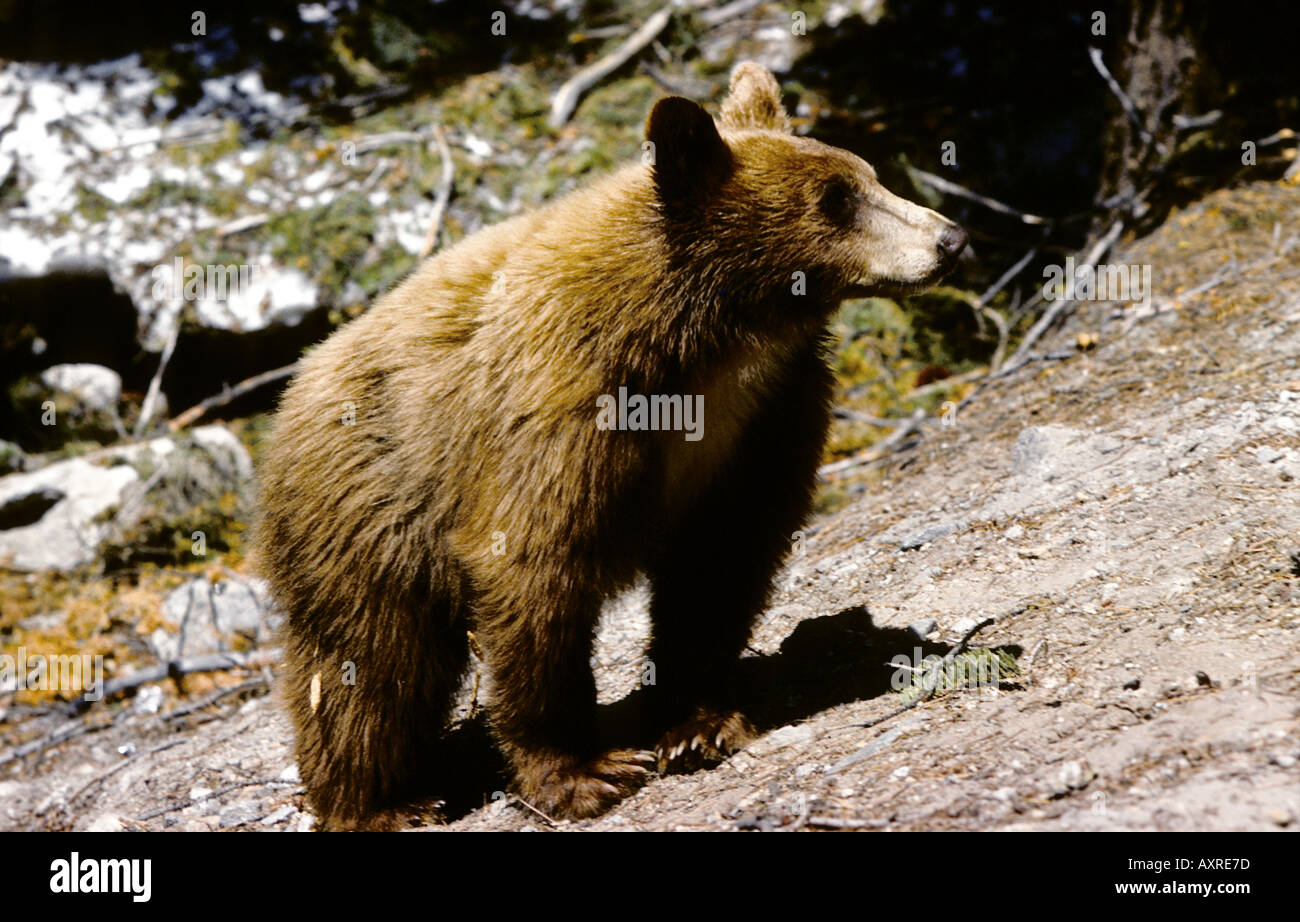 California Grizzly Bear Standing
